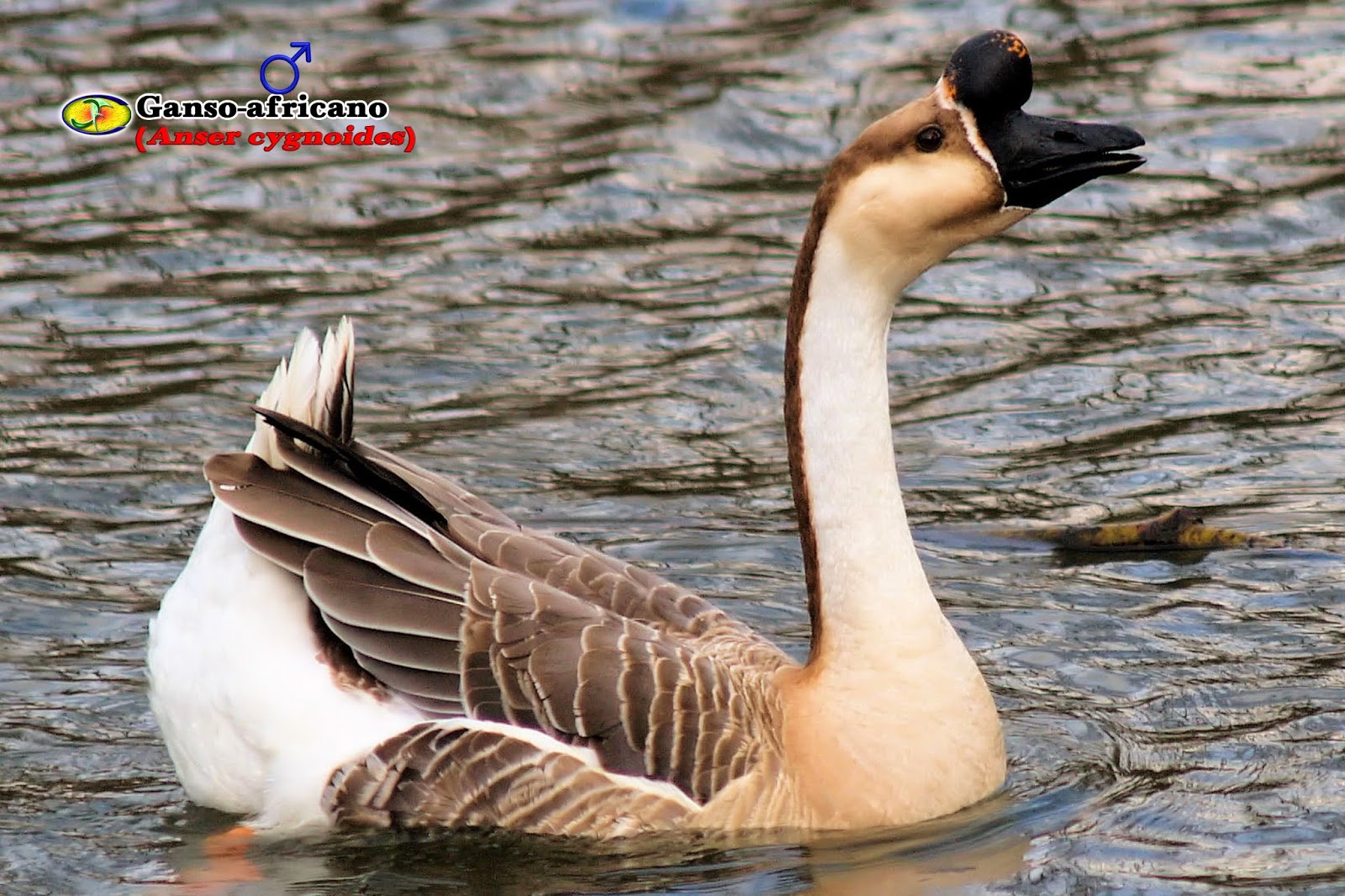 Zoologia: Ganso-africano (Anser cygnoides)